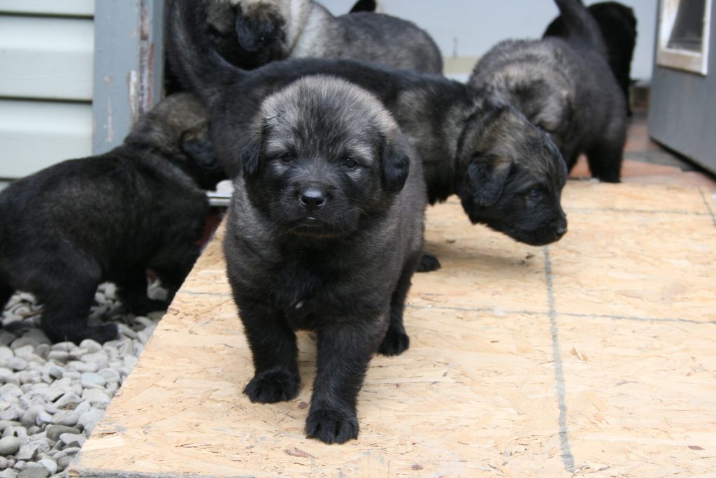 Puppies – Shar Mountain Kennels